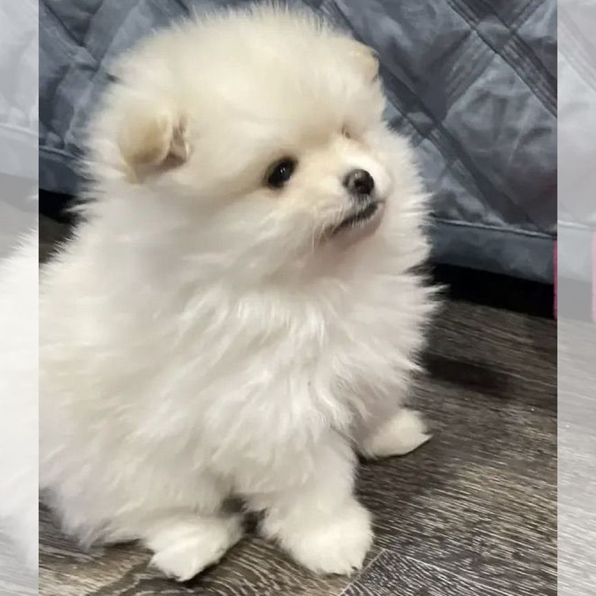 Померанский шпиц, щенок