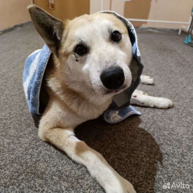 Хатико спинальник ищет дом