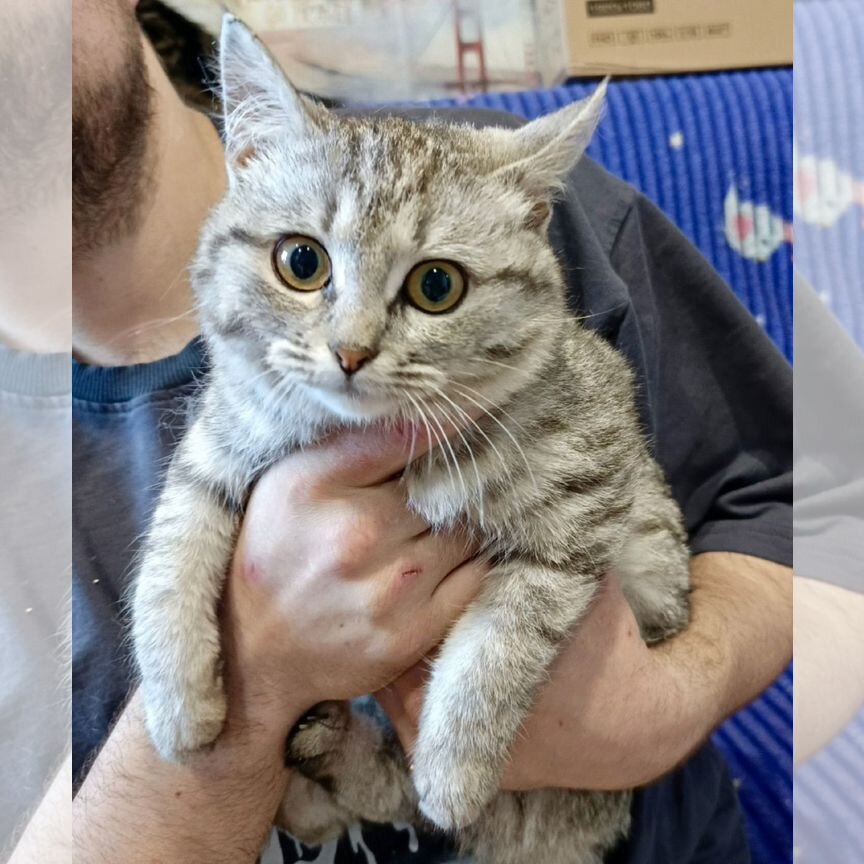 Юная красавица кошечка в добрые руки