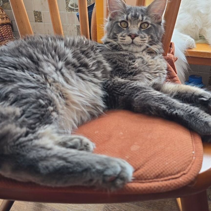 Котята мейн-кун