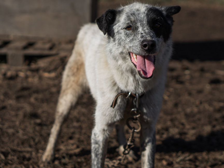 Собака в добрые руки маленькая порода