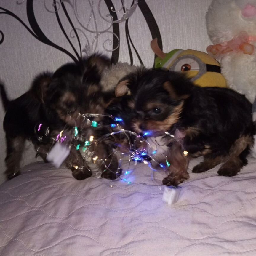 Йоркширский терьер, щенок