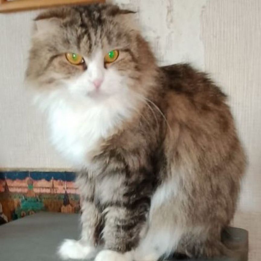 Кошечка Тома