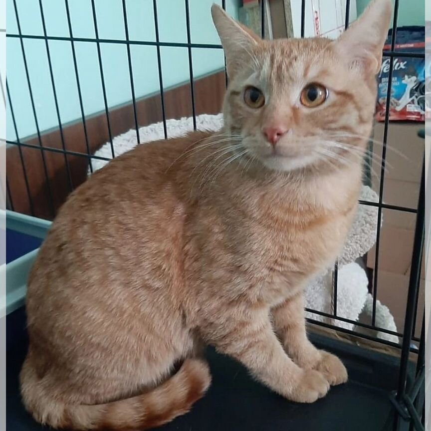 Рыжий котик ищет дом