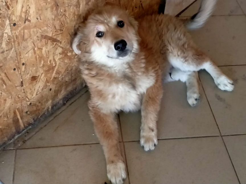 Милый щенок в добрые руки