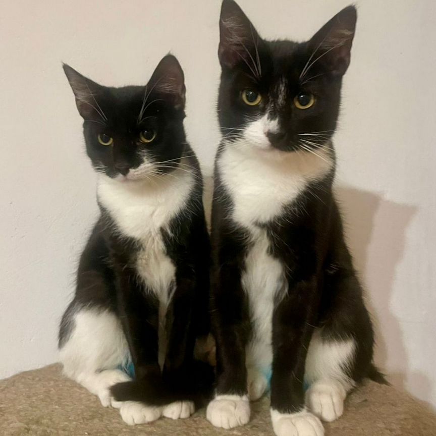 Котёнок от частного владельца