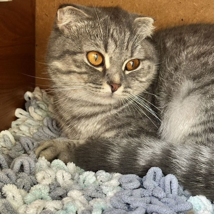 Шотландская вислоухая короткошёрстная кошка, взрослая