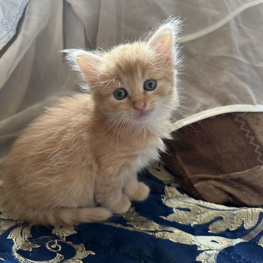 Рыжий мальчик в добрые руки