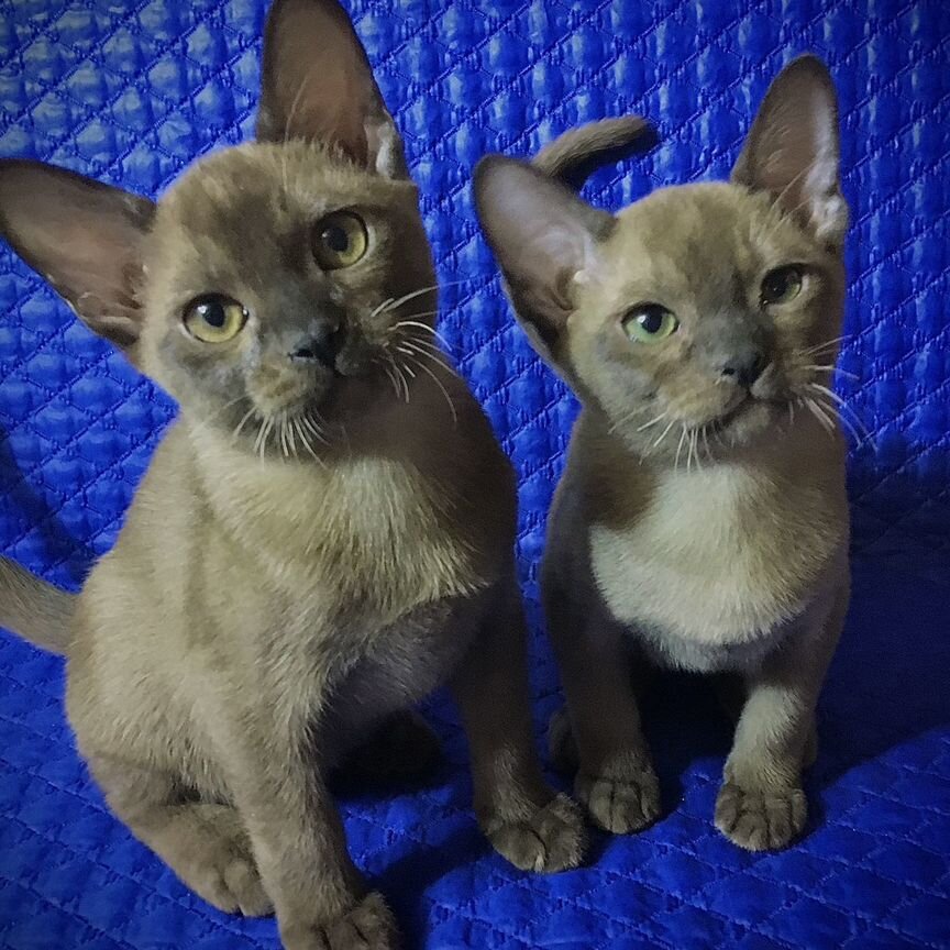 Европейская Бурма- котята