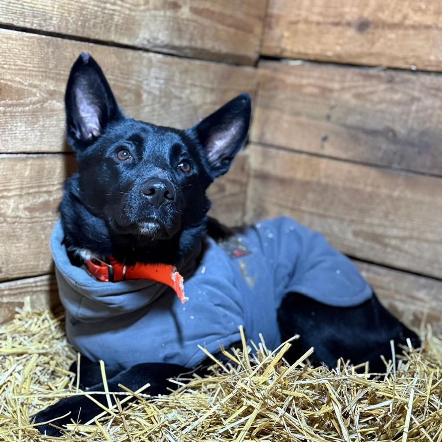 Собака из приюта