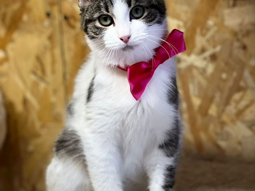 Котенок Рубик в добрые руки