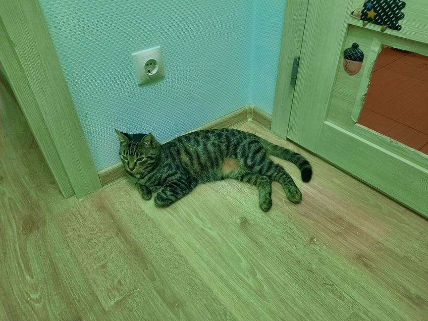 Кот в полоску, оригинал)