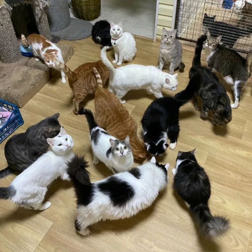 Котики, которых предали, заслуживают счастья