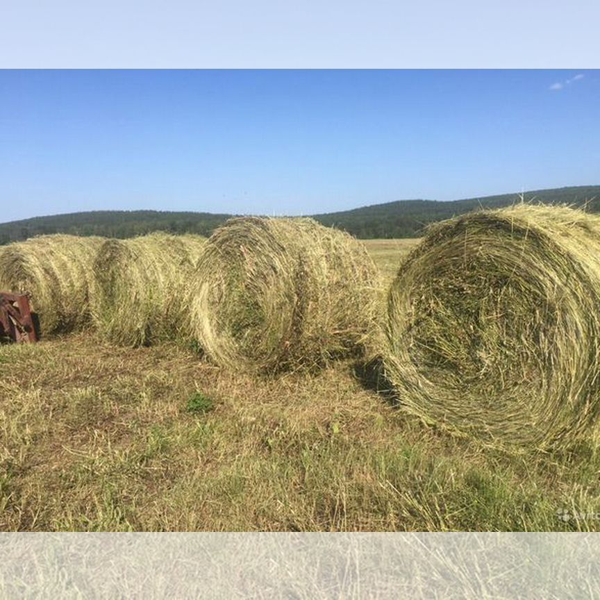 Сено в рулонах