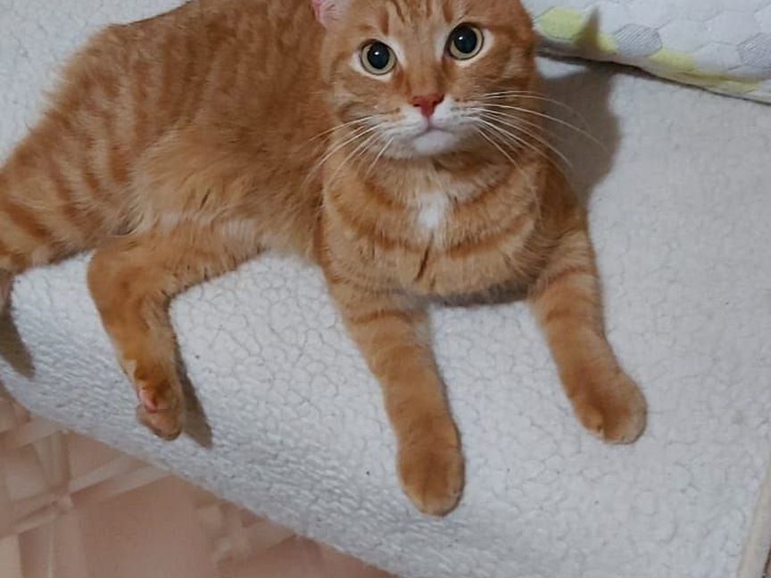 Найден рыжий кот