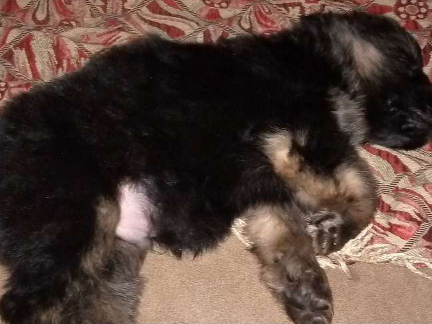 Немецкая оварка