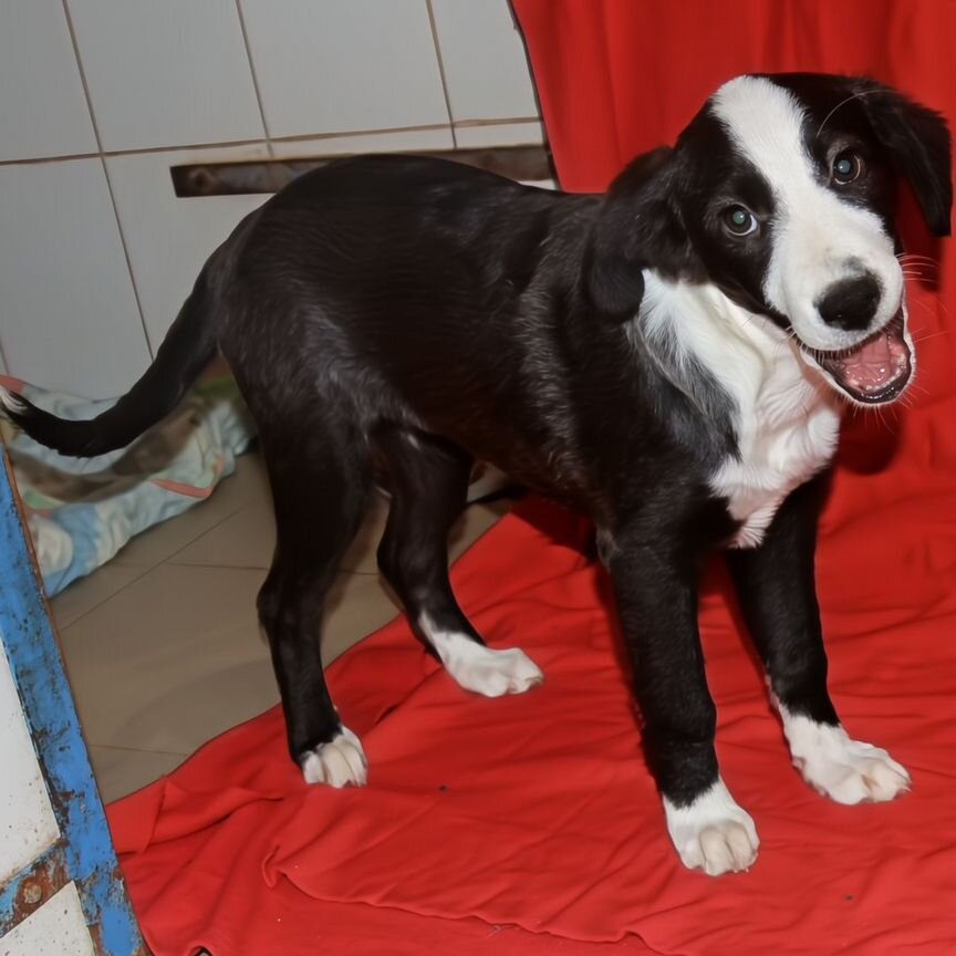 Щенок в добрые руки