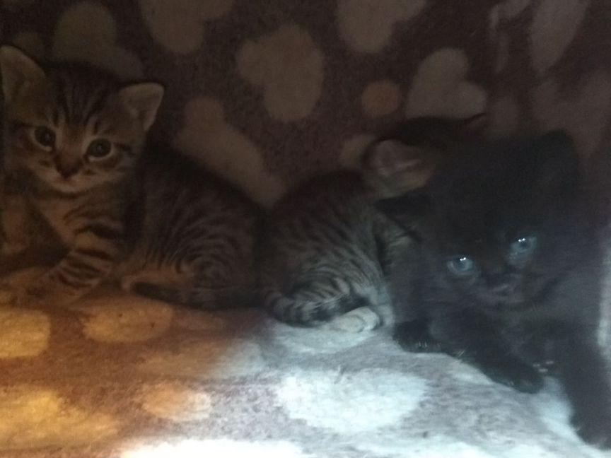 Котята, в добрые руки, породистые, бесплатно