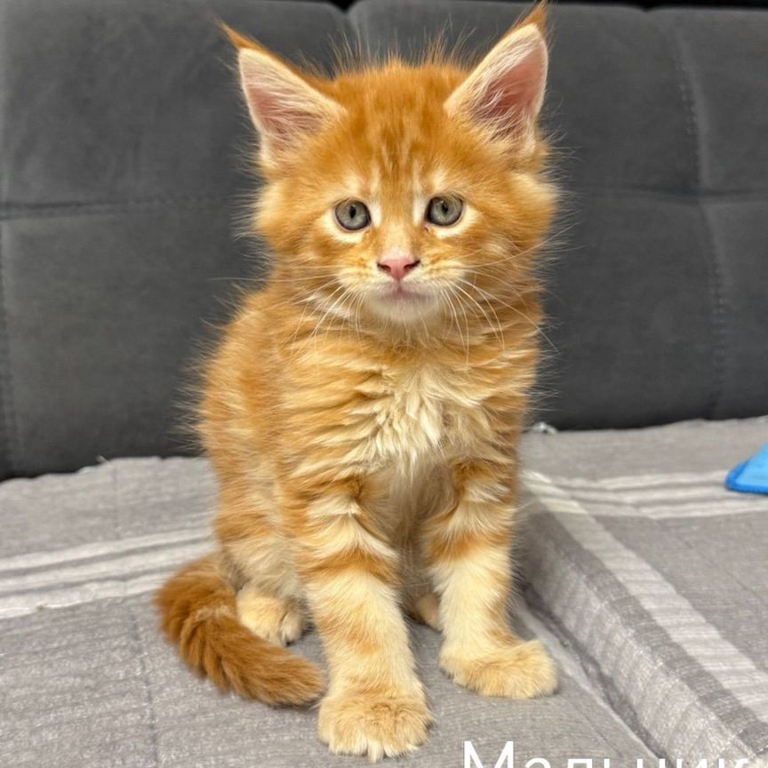 Мейн-кун котёнок