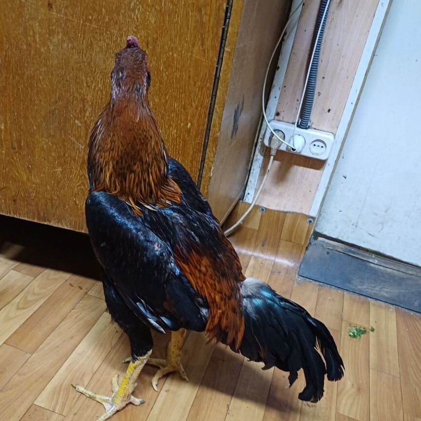 Бойцовые петухи