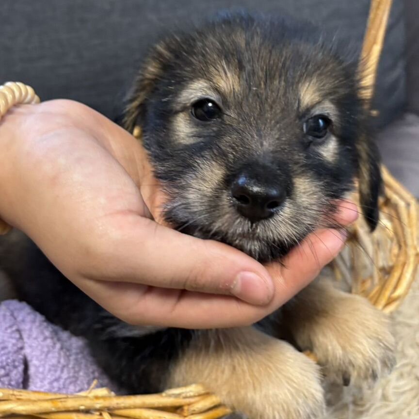 Щенок в добрые руки