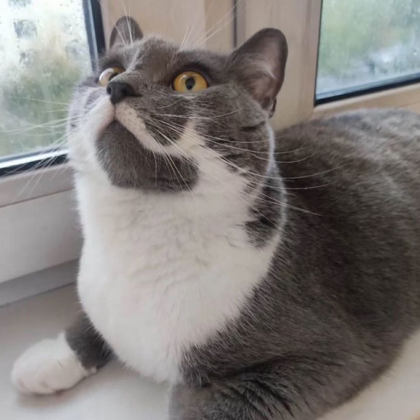 Ищу дом для котёнка