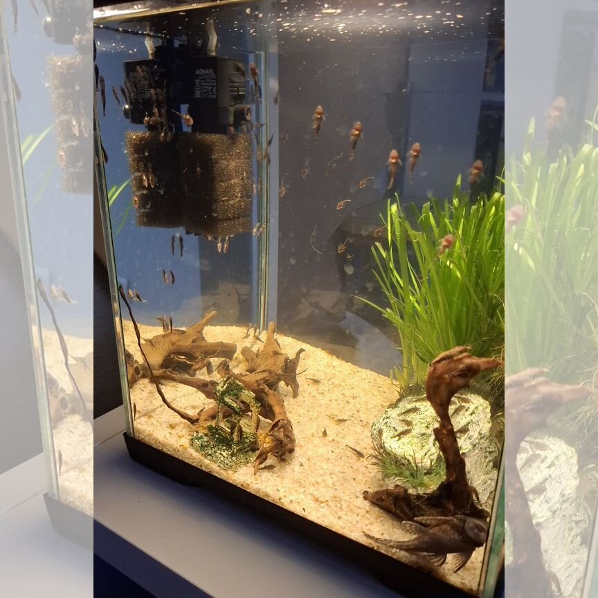 Аквариумные сомики