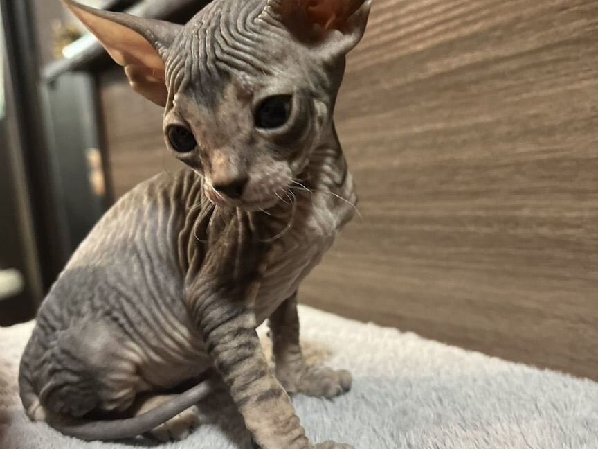 Донской сфинкс