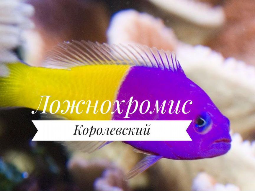Ложнохромис Королевский (морская рыбка вналичии)
