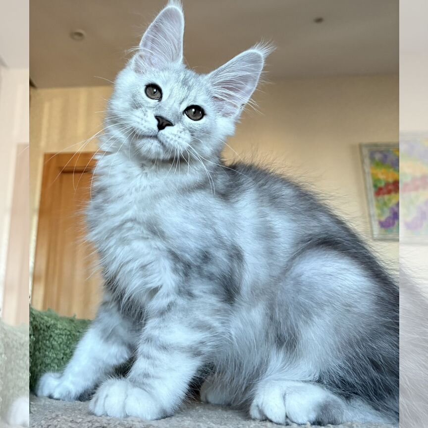 Мейн-кун котёнок