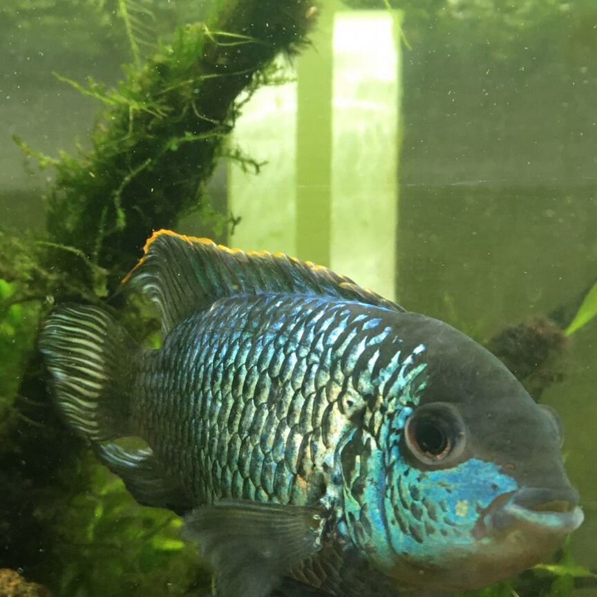 Рыбка - Наннакара блю неон (Nannacara neon blue )