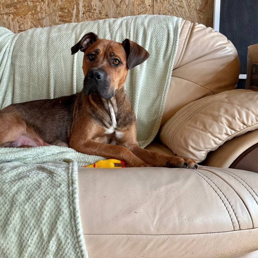 Взрослая собака в добрые руки