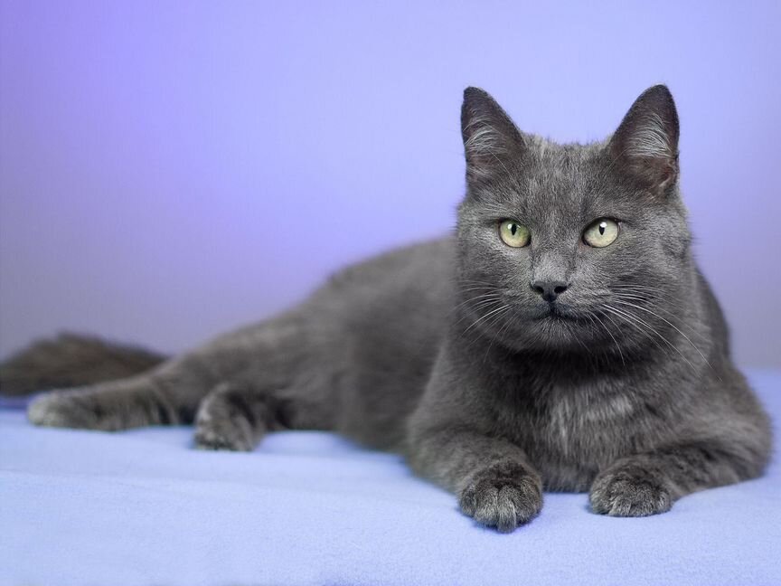 Шикарный Иннокентий ищет дом