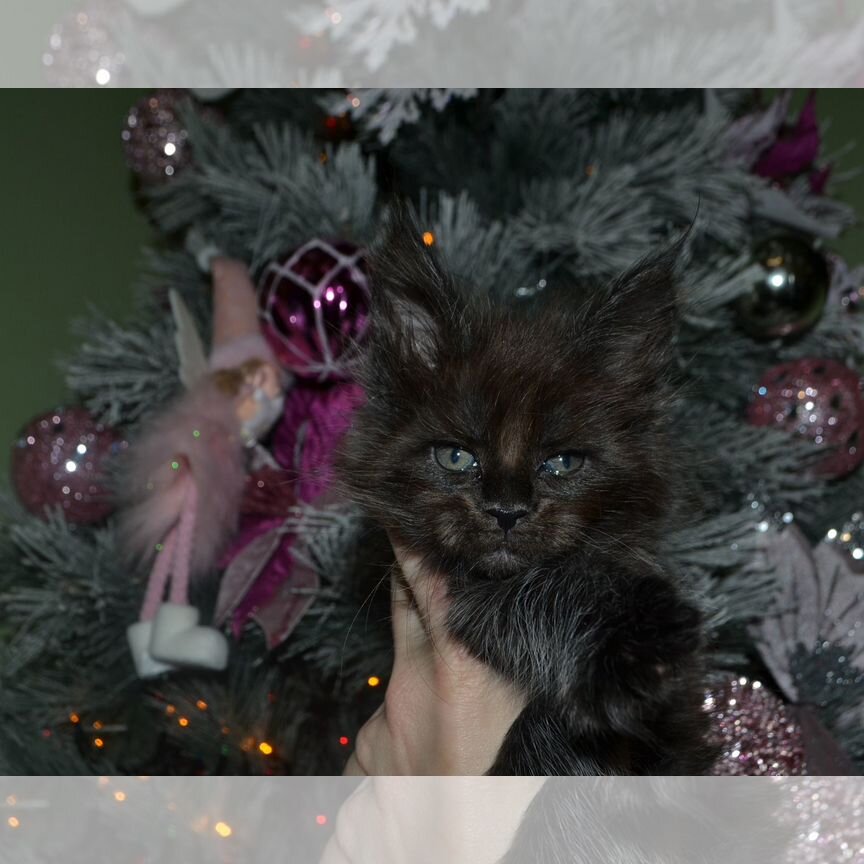 Мейн-кун котёнок