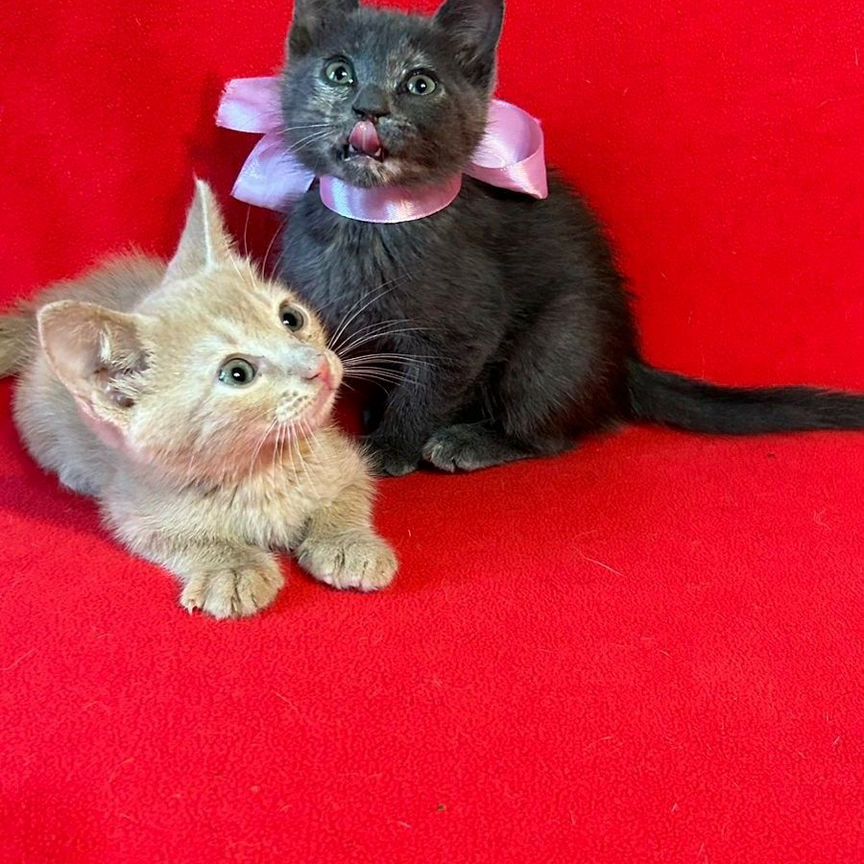 Котята ждут семьи