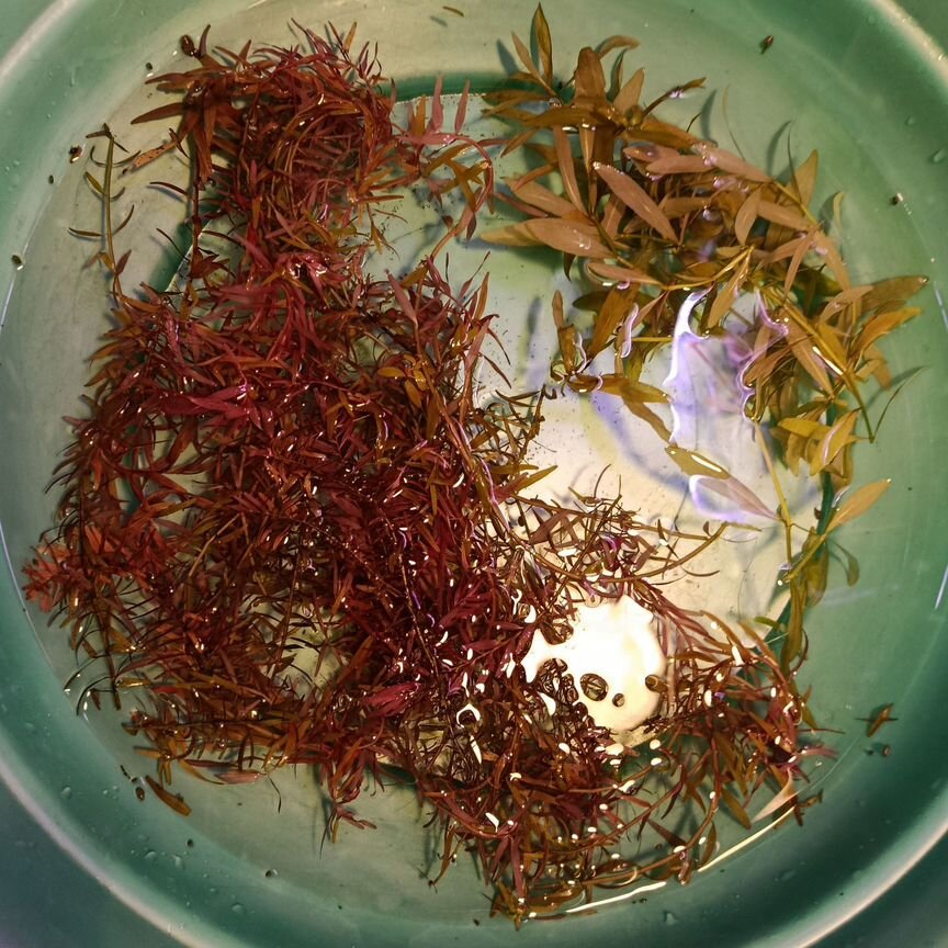 Аквариумные растения (прополка)