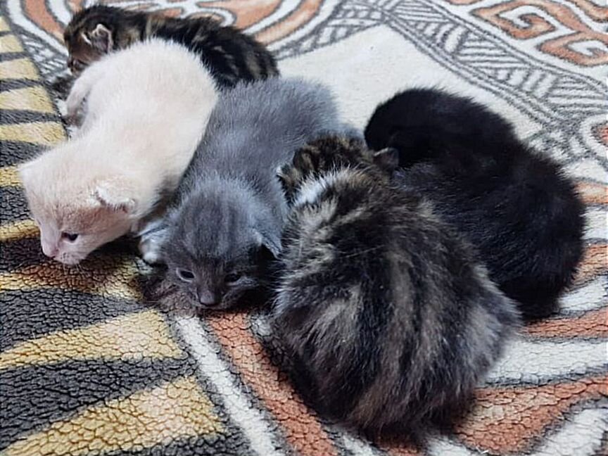 Отдам котят в добрые руки
