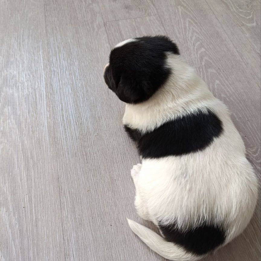 Щенки маленькой дворняжки