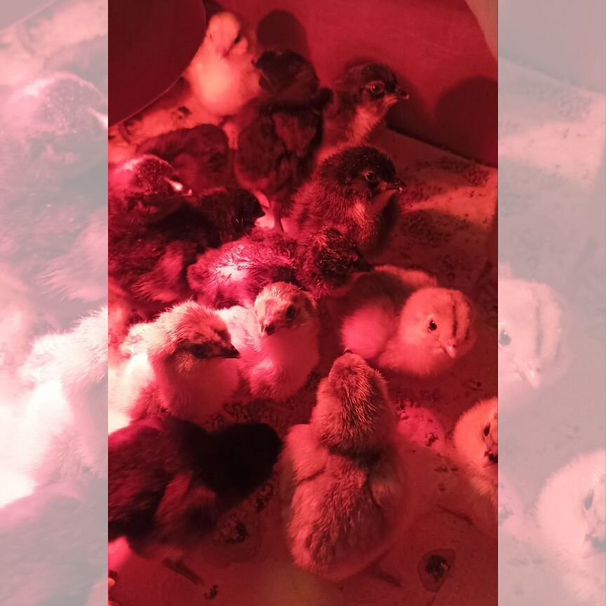 Цыплята несушки, Амераукана Лаванда