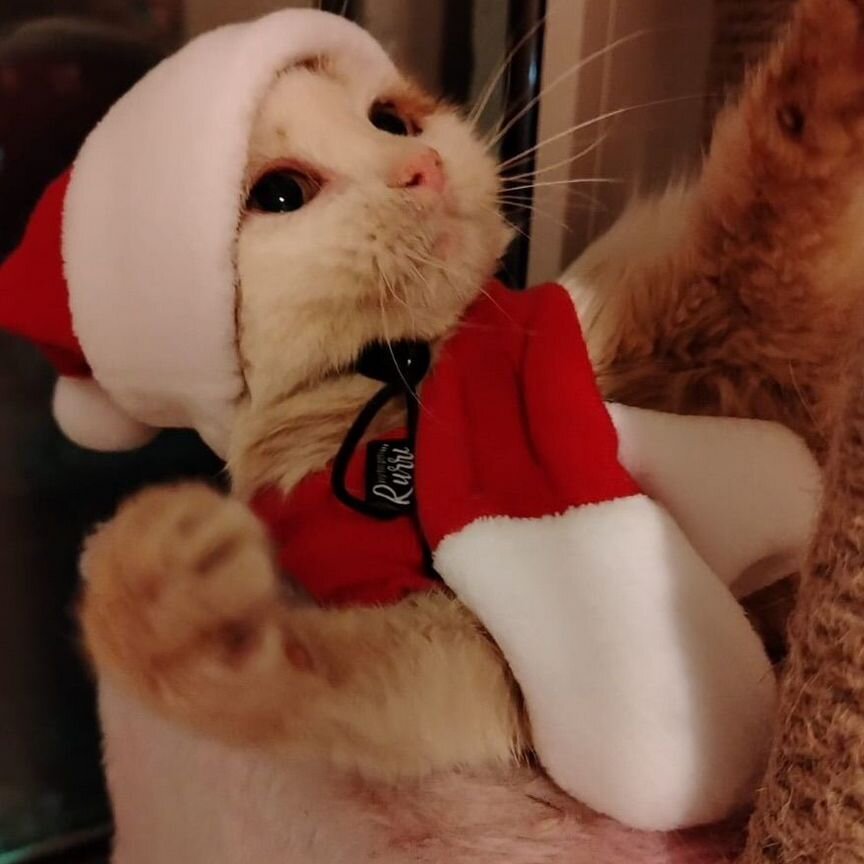 Кошечка Дарьяна ищет дом