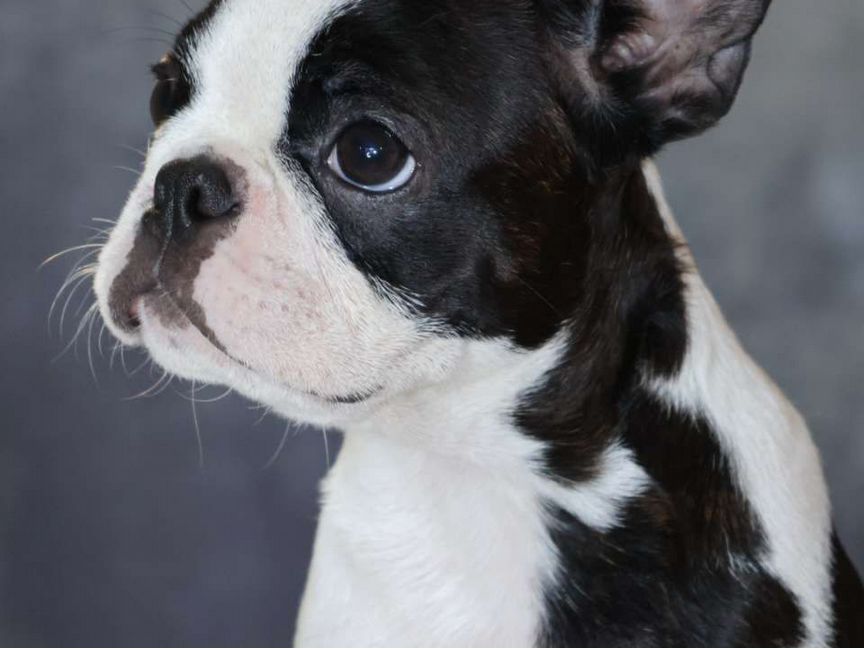 Бостон терьер- Урсула