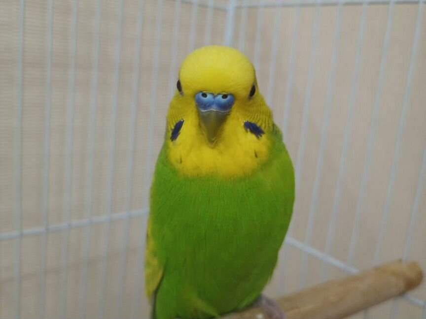 Волнистый попугай самец
