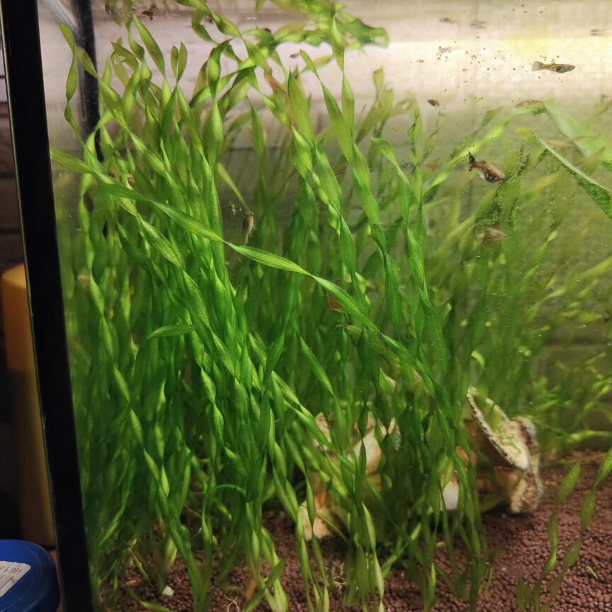 Аквариумное растение валлиснерия спиралевидная