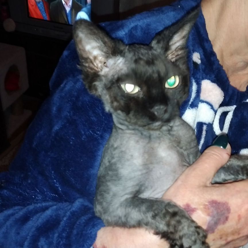 Продам котенка канадский фникс