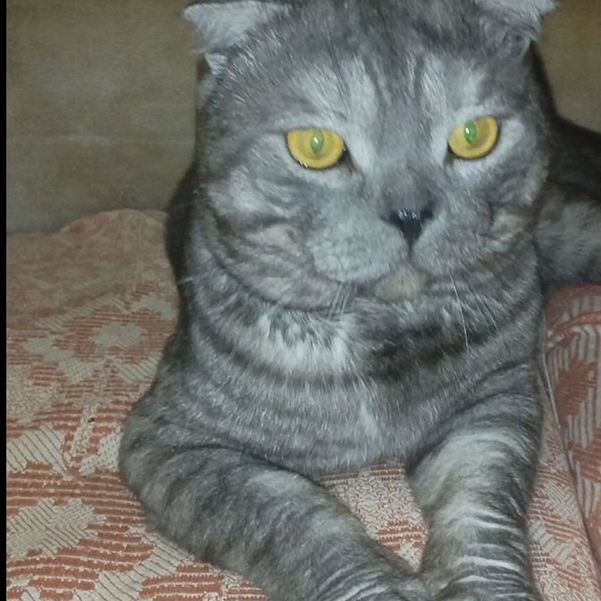 Котик беде