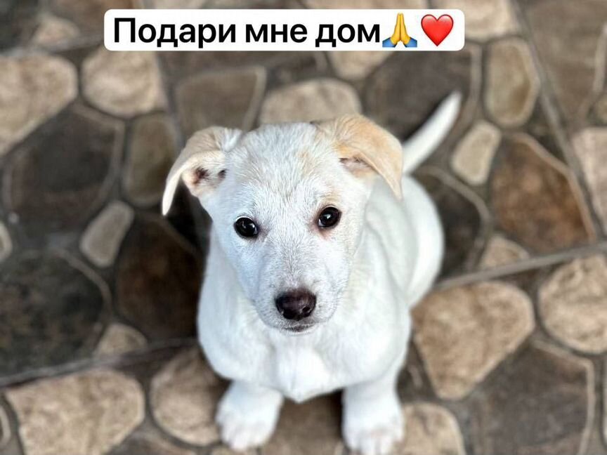 Щенок девочка в добрые руки