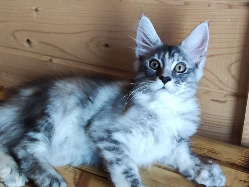 Котята мейн-кун