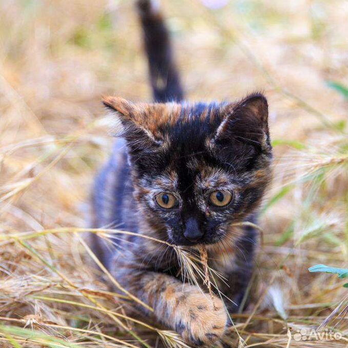 Шикарные красотки ищут семью