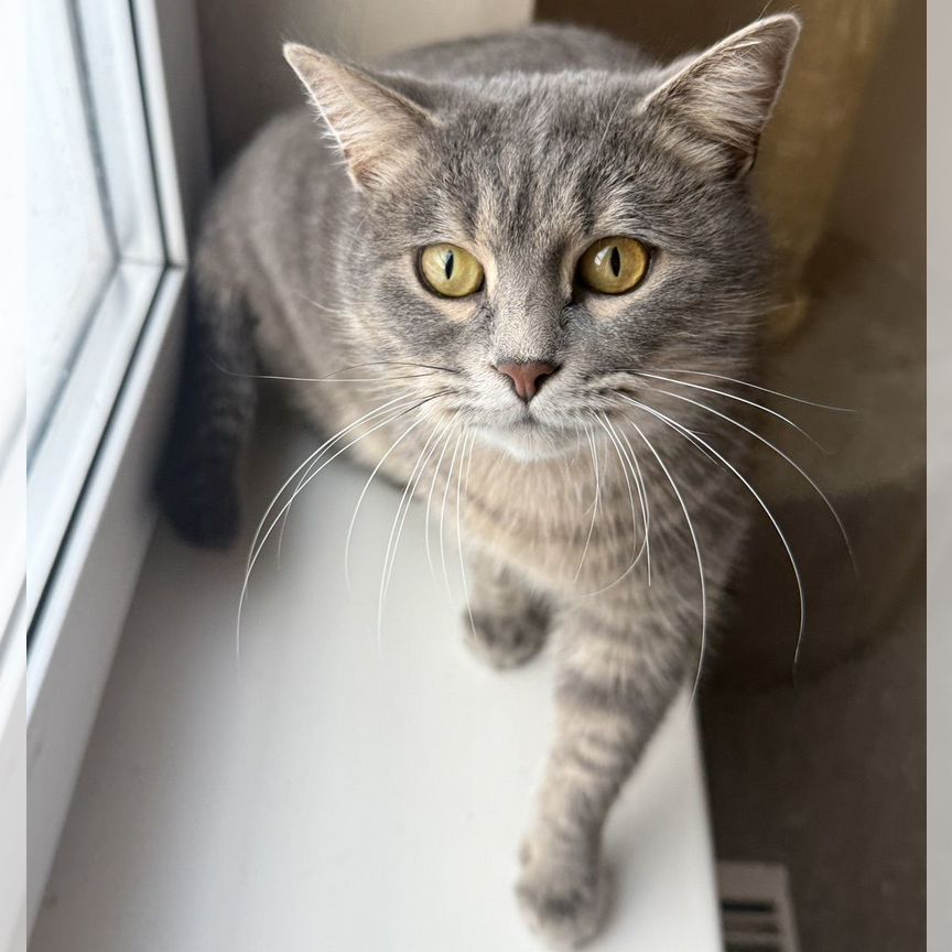 Британский короткошёрстный, взрослый кот