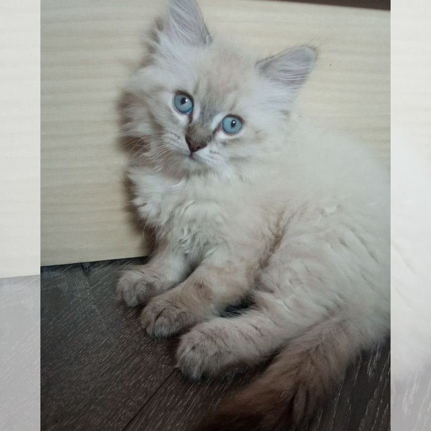Котенок невский маскарадный